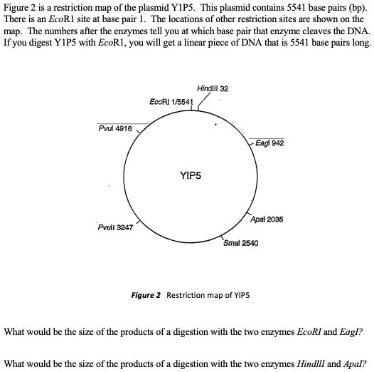 Figure 2 is a restriction map of the plasmid Y1P5. This plasmid ...