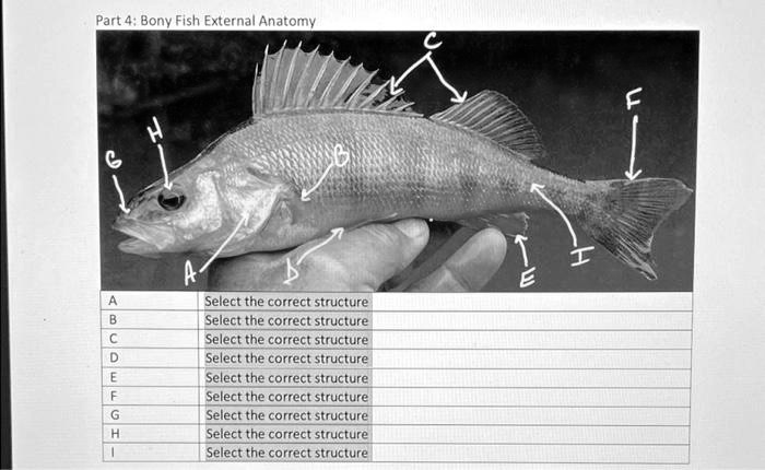 Part 4: Bony Fish External Anatomy H G A A Select the correct structure ...