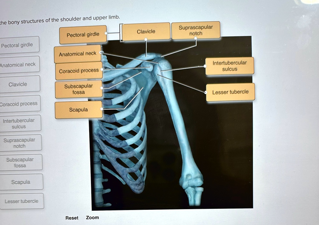 the bony structures of the shoulder and upper limb pectoral girdle anatomical neck coracoid ...