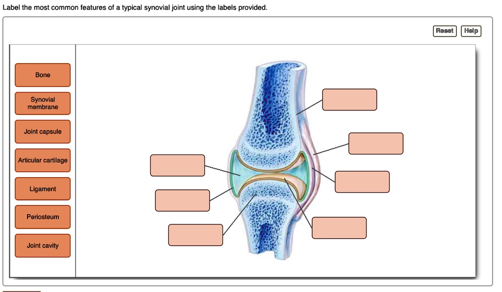 SOLVED: Label the most common features of a typical synovial joint using the labels provided: 1 ...
