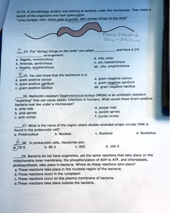 SOLVED: bacteria under the microscope_ Tney " made 24-25 _ microbiology ...