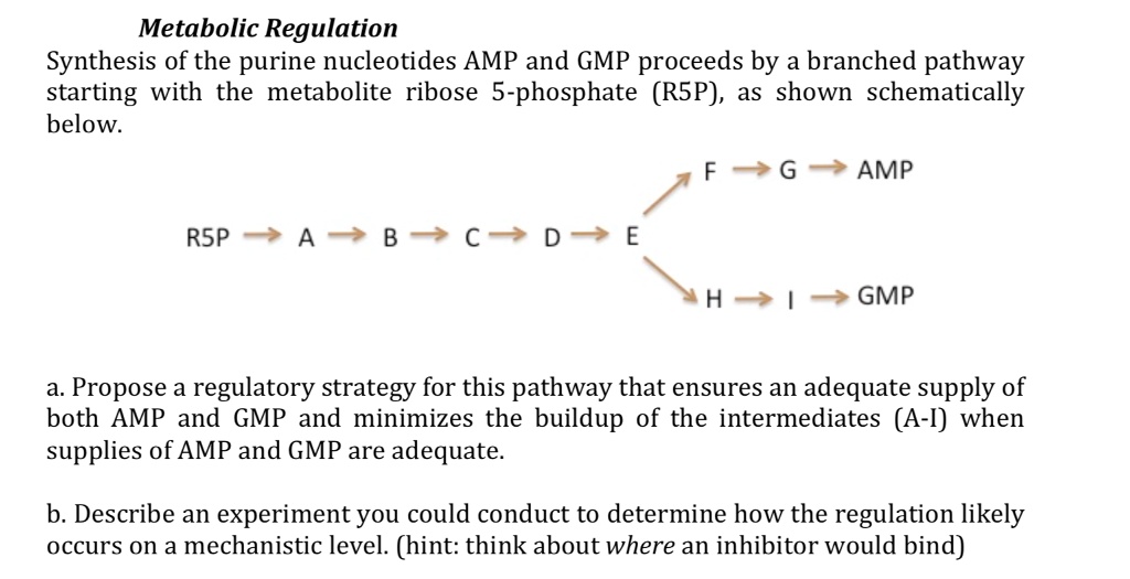 Metabolic Regulation Synthesis of the purine nucleotides AMP and GMP ...