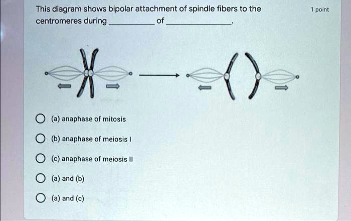 SOLVED: This diagram shows bipolar attachment of spindle fibers to the ...