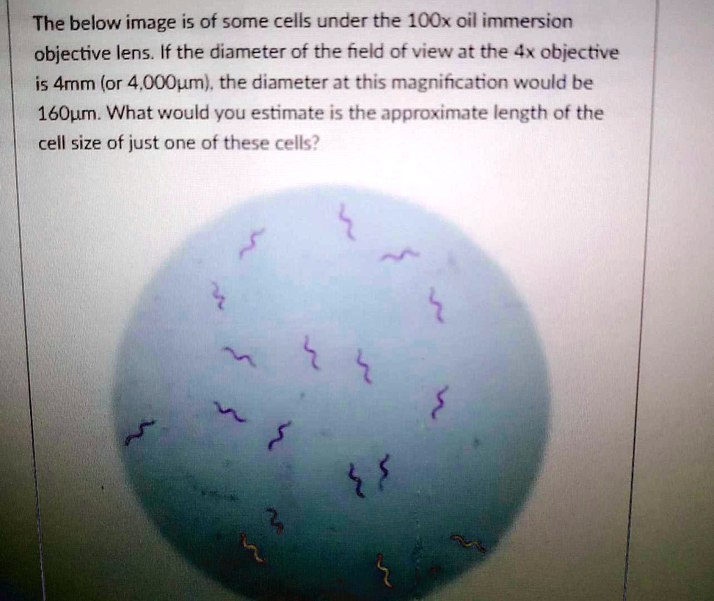 SOLVED: The below image is of some cells under the 1OOx oil immersion objective lens If the ...