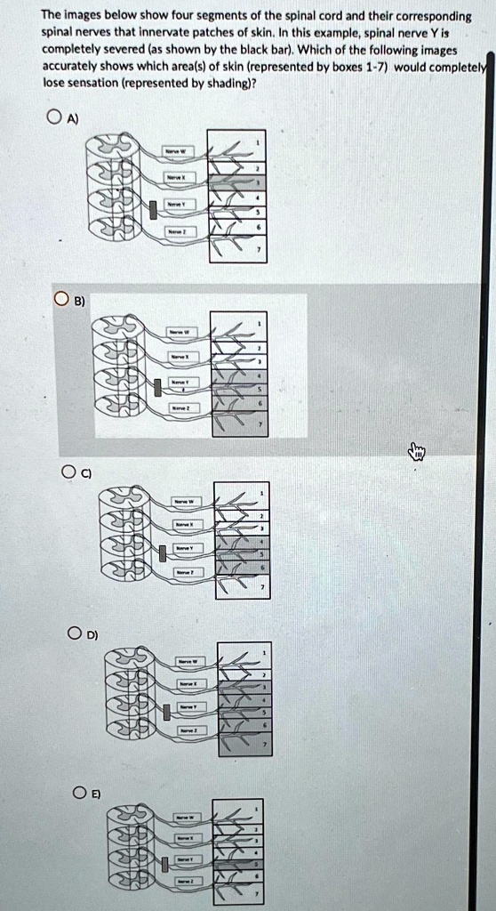 The images below show four segments of the spinal cord and their ...