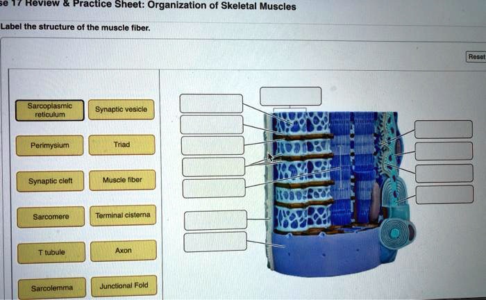 se 17 Review Practice Sheet: Organization of Skeletal Muscles Label the ...