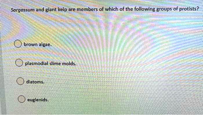 SOLVED: Sorgassum and giant kelp are members of which of the following groups of protists? brown ...