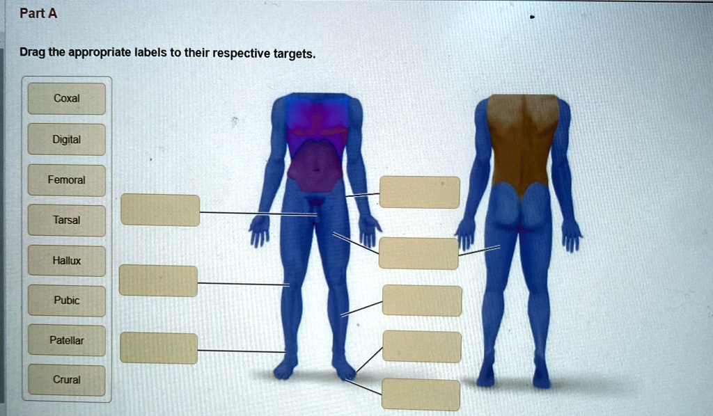 part a drag the appropriate labels to their respective targets coxal ...