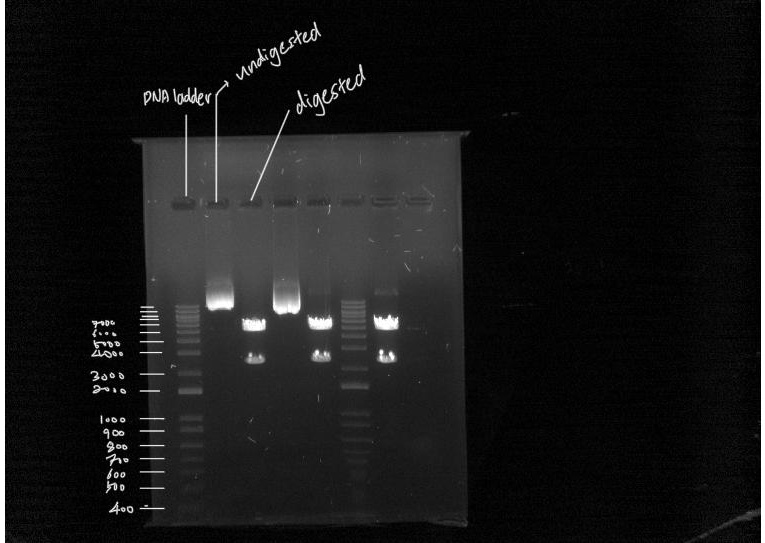 7000 6000 5000 4000 3000 DNA ladder 2000 1000 900 800 700 600 500 400 ...