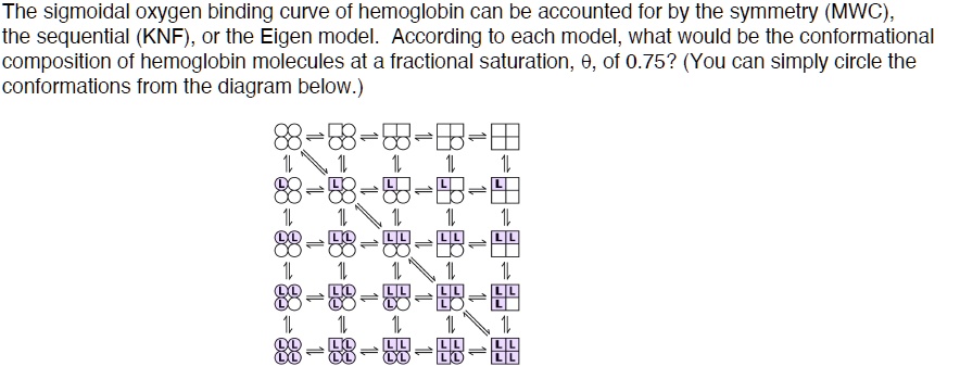 the sigmoidal oxygen binding curve of hemoglobin can be accounted for ...