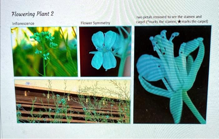 Flowering Plant 2 Inflorescence Flower Symmetry Two petals removed to ...