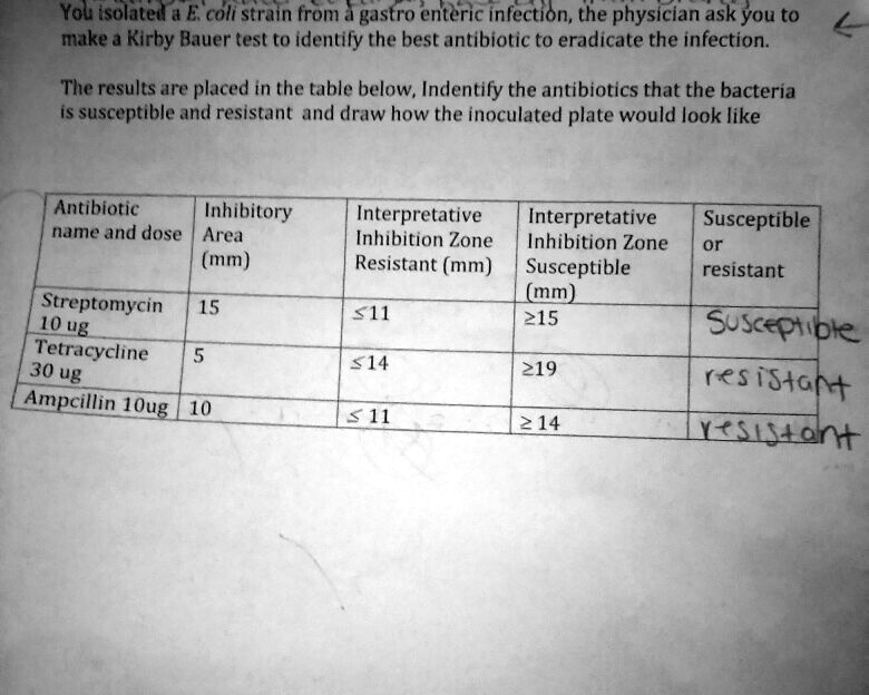 SOLVED: You isolated 4E 'coli strain from . gastro enteric infection ...