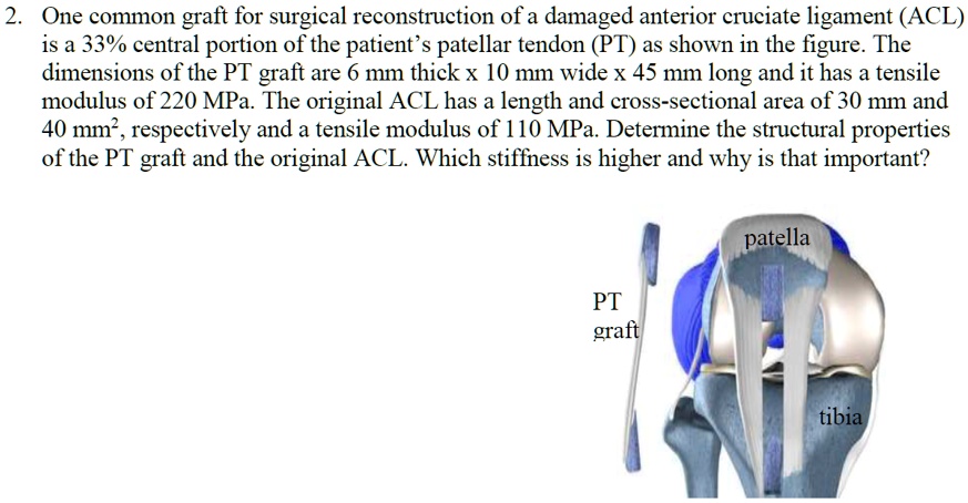 2. One common graft for surgical reconstruction of a damaged anterior ...
