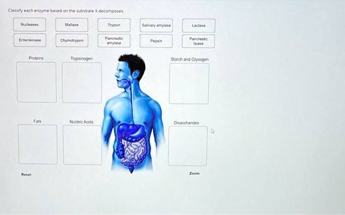Solved Classify Each Enzyme Based On The Substrate It Decomposes 3847