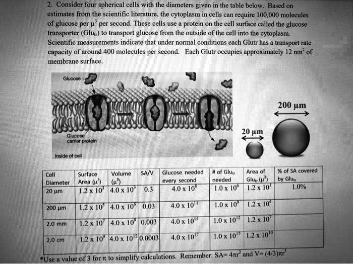 Consider four spherical cells with the diameters given in the table ...
