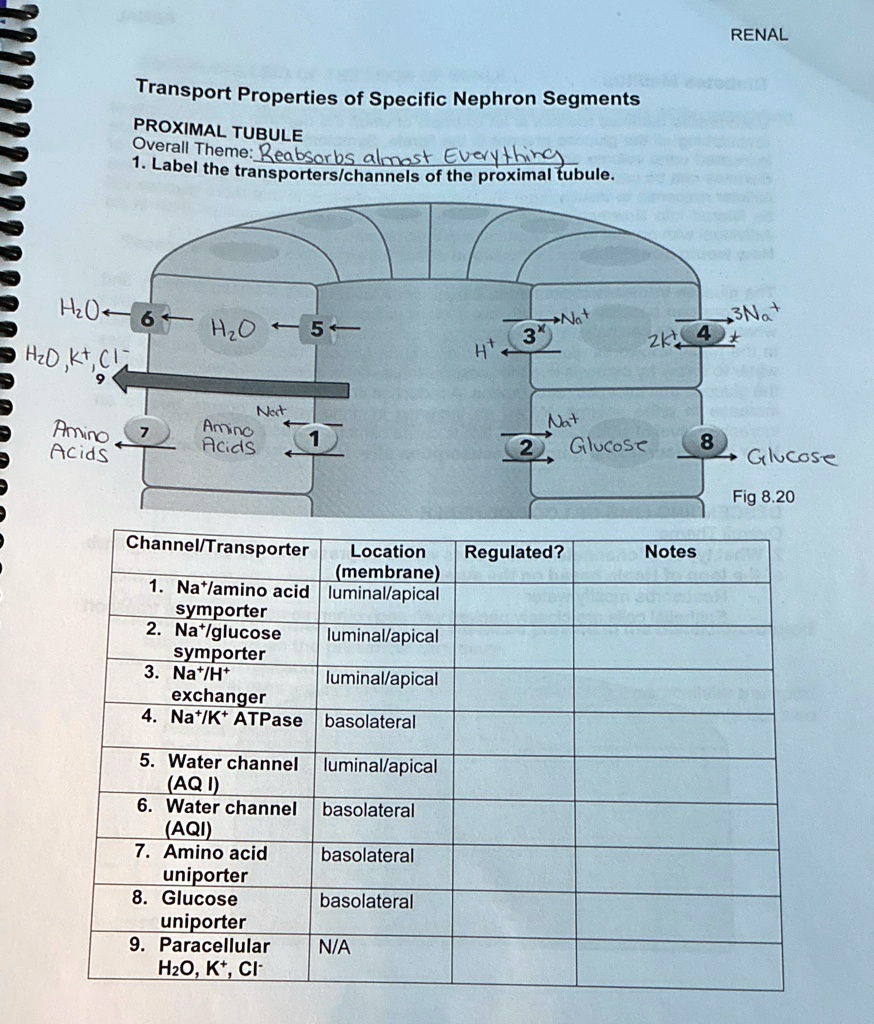 Transport Properties of Specific Nephron Segments PROXIMAL TUBULE ...