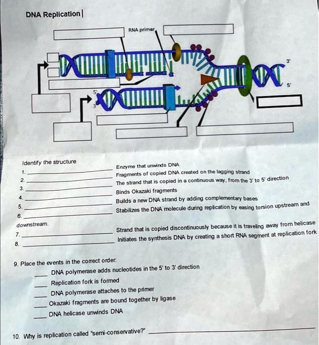 SOLVED: Texts: 1. 23456 Identify the structure 2. 3. 4. 5. 6. 7. 8. DNA Replication | downstream ...