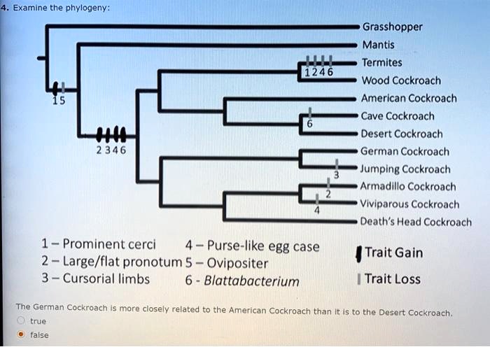 SOLVED: Examine the phylogeny: Grasshopper, Mantis, Termites, Wood ...