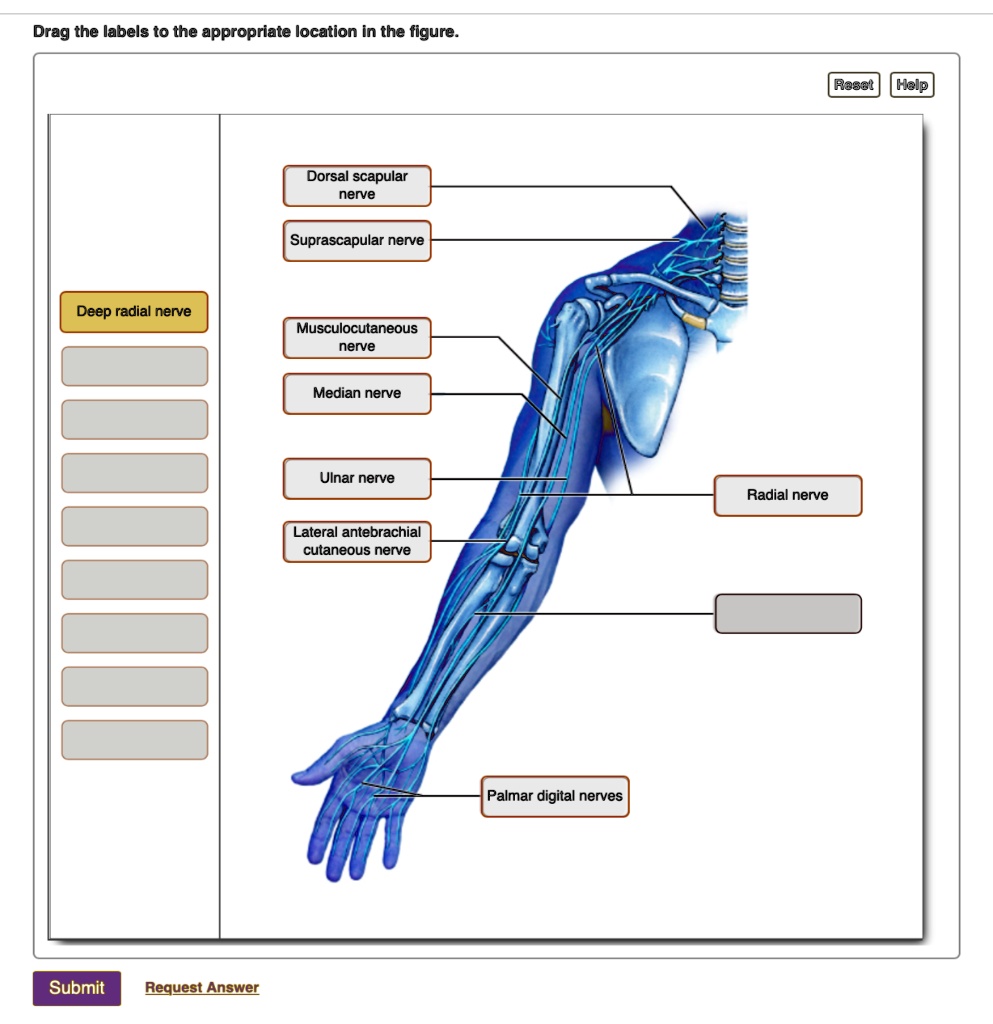 SOLVED: Thought it seemed correct, but I'm not sure! Drag the labels to ...
