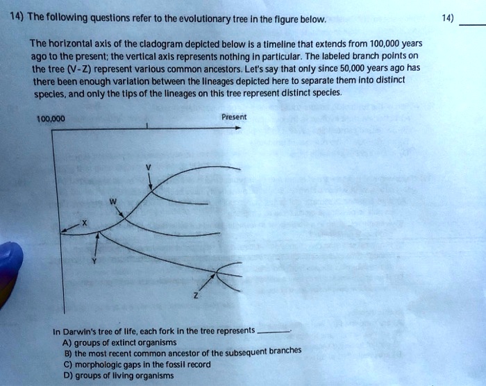 SOLVED: 14) The following questions refer to the evolutionary tree In ...
