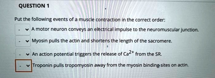 question 1 put the following events of a muscle contraction in the correct order amotor neuron ...