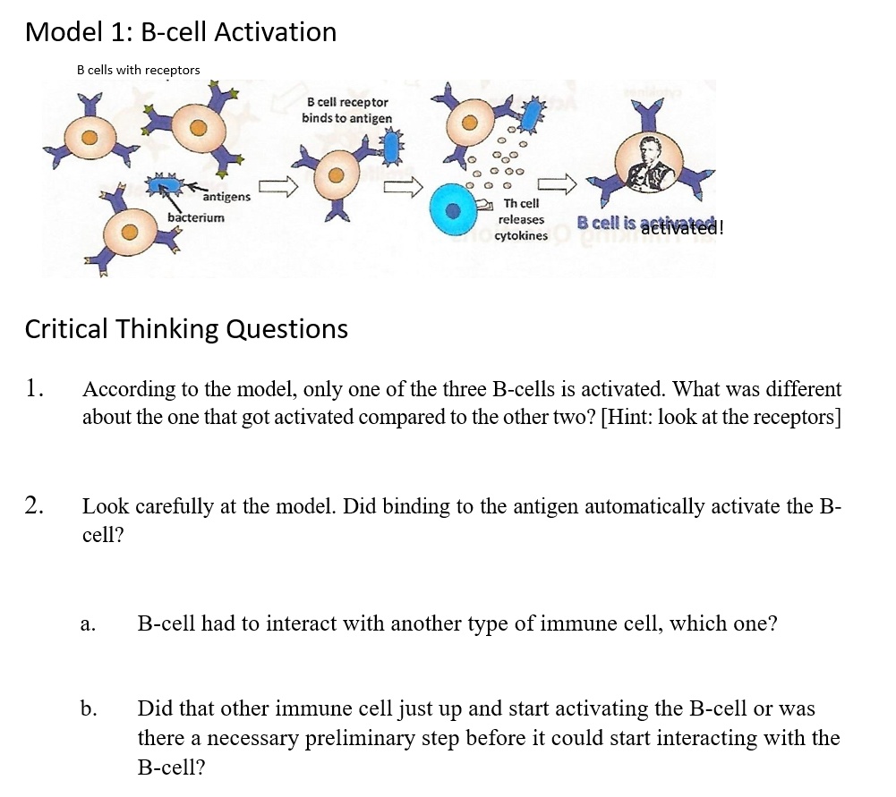 Model 1: B-cell Activation B cells with receptors antigens bacterium B cell receptor binds to ...