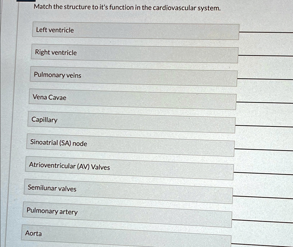 Match the structure to it's function in the cardiovascular system. Left ventricle Right ...