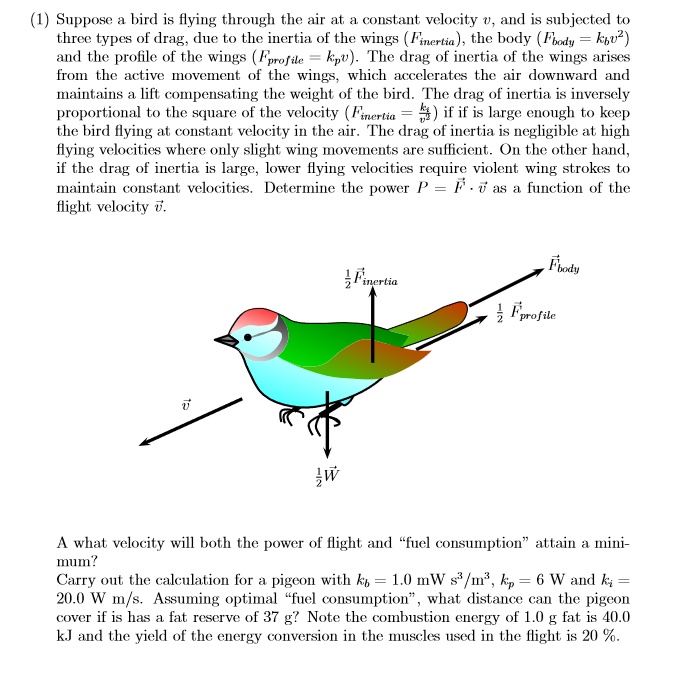 SOLVED: Suppose a bird is flying through the air at a constant velocity ...