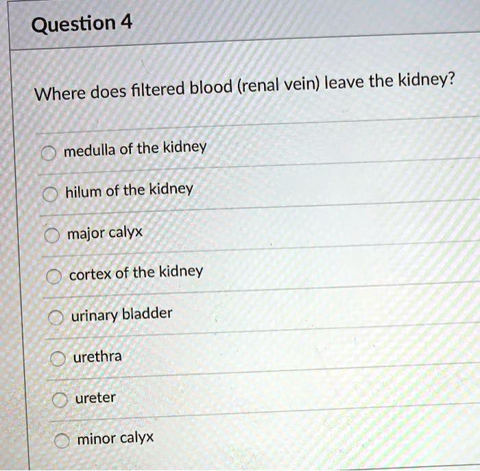 question 4 where does filtered bloodrenal vein leave the kidney medulla ...