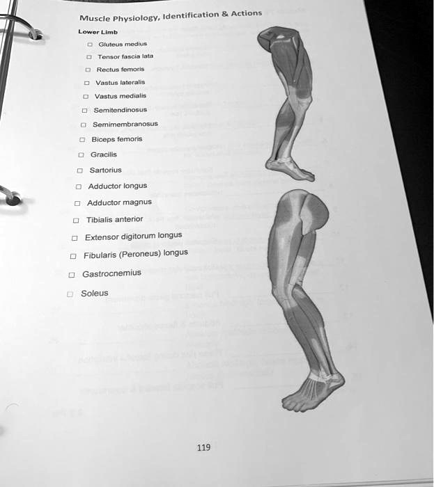 Muscle Physiology, Identification Actions Lower Limb Gluteus medius ...