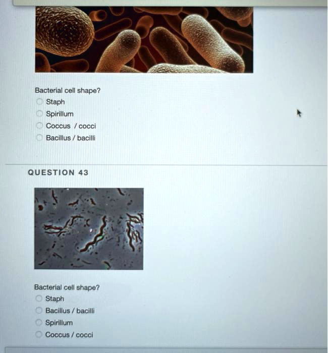 SOLVED: Bacteria cell shape Staph Spirillum Coccus cocci Bacillus bacilll QUESTion 43 Bacterial ...