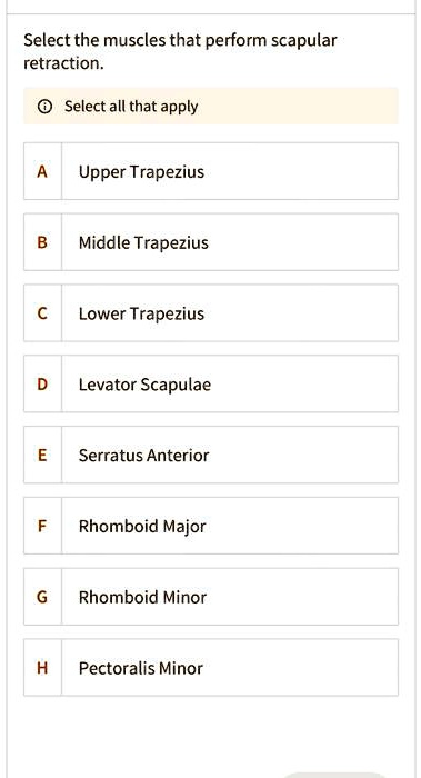 Select the muscles that perform scapular retraction. Select all that apply A Upper Trapezius B ...