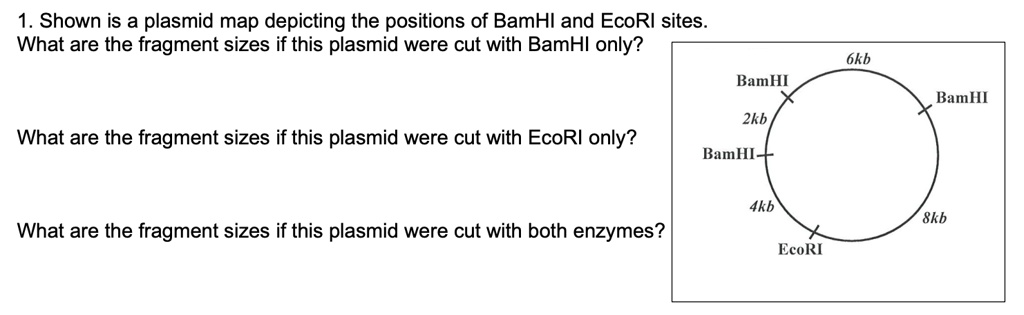 1. Shown is a plasmid map depicting the positions of BamHI and EcoRI ...