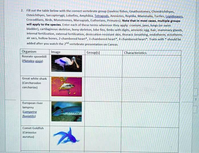fill out the table below with the correct vertebrate group jawless ...