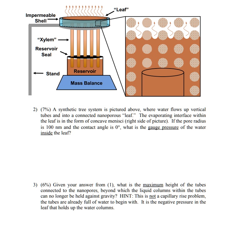 SOLVED: Leaf" Impermeable Shell "Xylem" Reservoir Seal Stand Reservoir ...