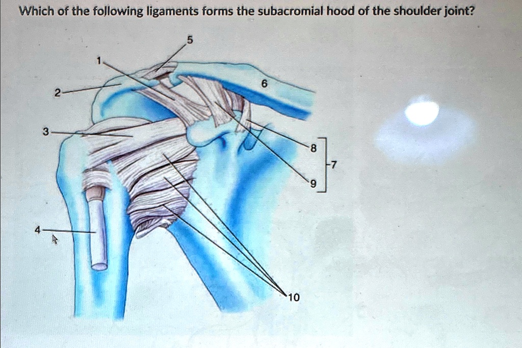 [GET ANSWER] Which of the following ligaments forms the subacromial ...