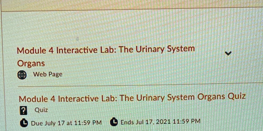 Module 4 Interactive Lab: The Urinary System Organs Web Page Module 4 ...