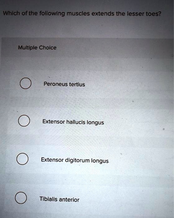 Which of the following muscles extends the lesser toes? Multiple Choice ...