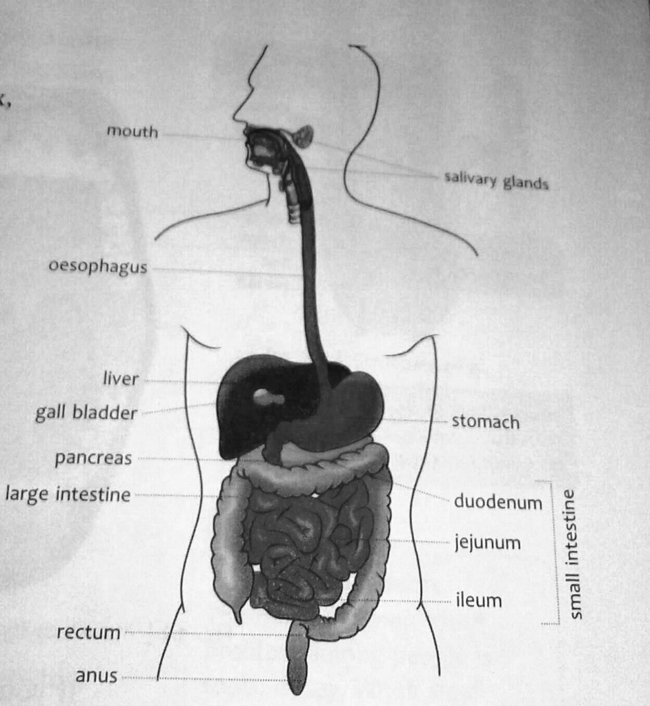 mouth salivary glands oesophagus liver gall bladder pancreas large ...