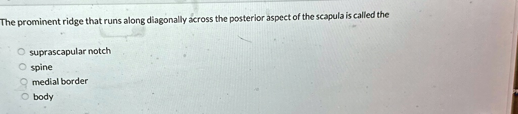 the prominent ridge that runs along diagonally across the posterior ...