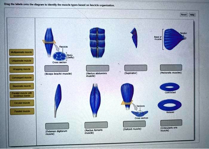 Drag the labels onto the diagram to identify the muscle...