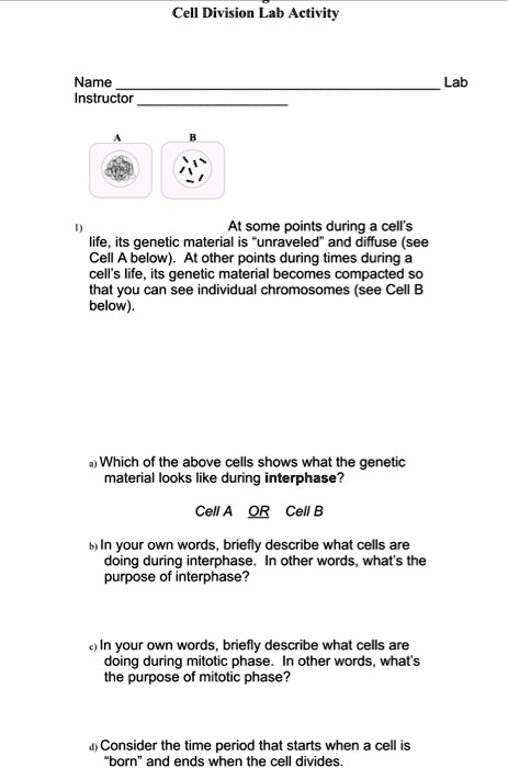 SOLVED: Cell Division Lab Activity Name: Instructor: Lab: At some ...