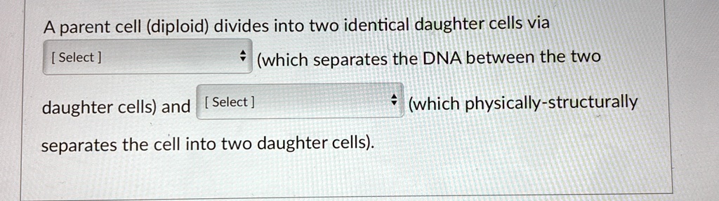A parent cell (diploid) divides into two identical daughter cells via ...