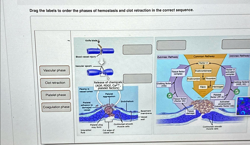 Drag the labels to order the phases of hemostasis and clot retraction ...