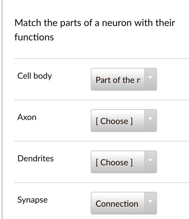 Match the parts of a neuron with their functionsCell … - SolvedLib