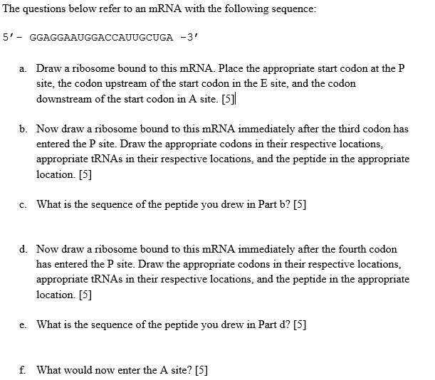 SOLVED: The questions below refer to an mRNA with the following ...
