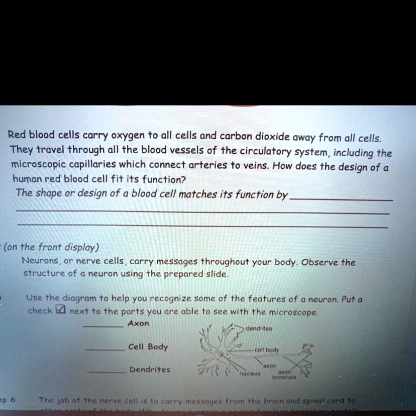 Red blood cells carry oxygen to all cells and carbon dioxide away from ...