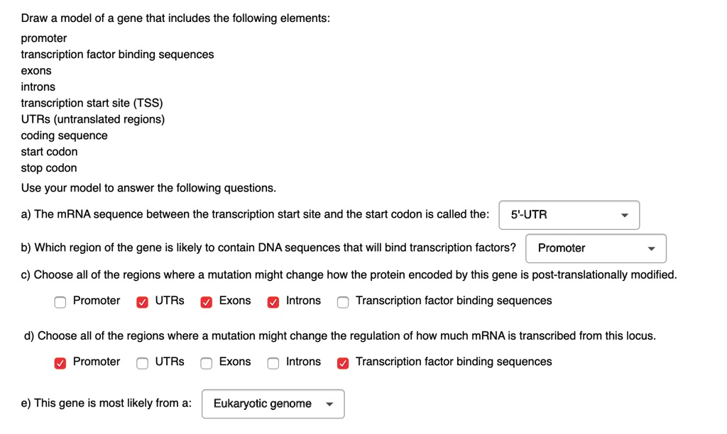SOLVED: Draw a model of a gene that includes the following elements: promoter transcription ...
