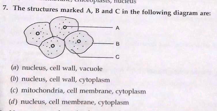 7. The structures marked A, B and C in the following diagram are: A B C ...