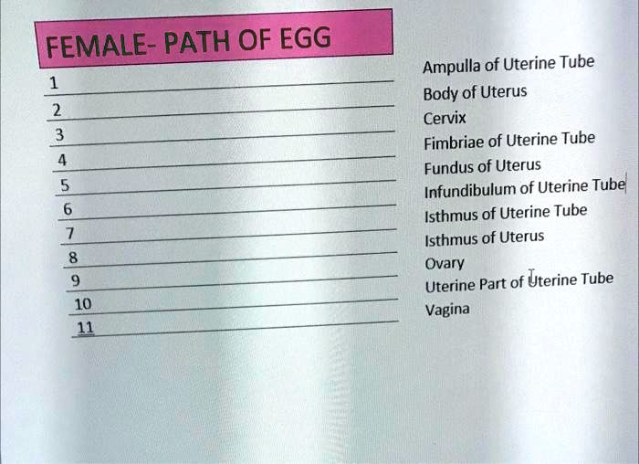 FEMALE-PATH OF EGG 1 2 3 4 5 6 7 8 9 10 11 Ampulla of Uterine Tube Body ...